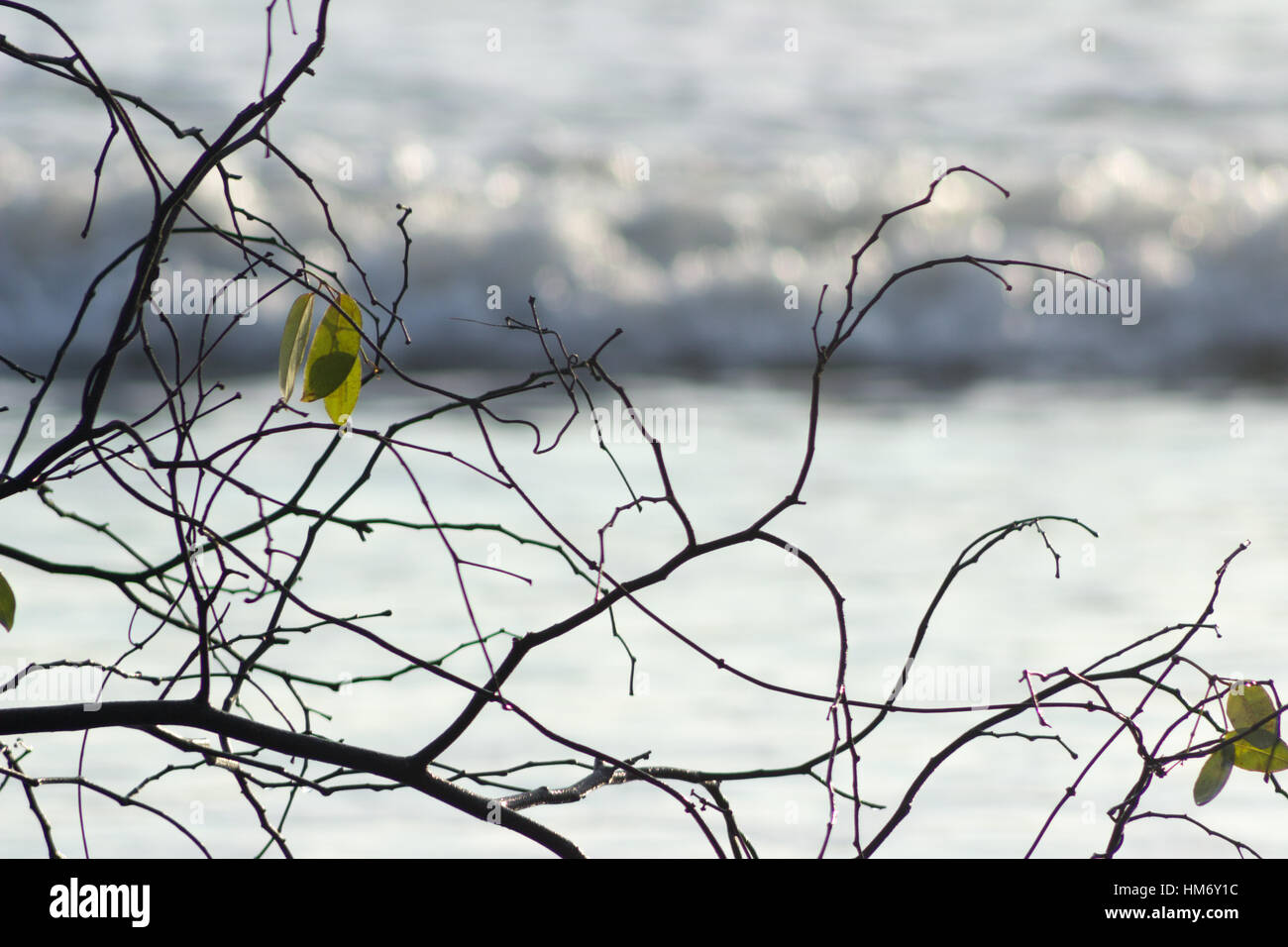 Tree leaves sea water waves hi-res stock photography and images - Alamy