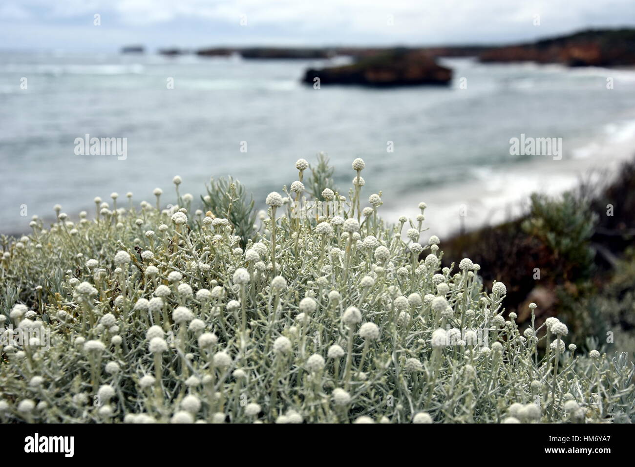 Apostles Flower High Resolution Stock Photography and Images - Alamy