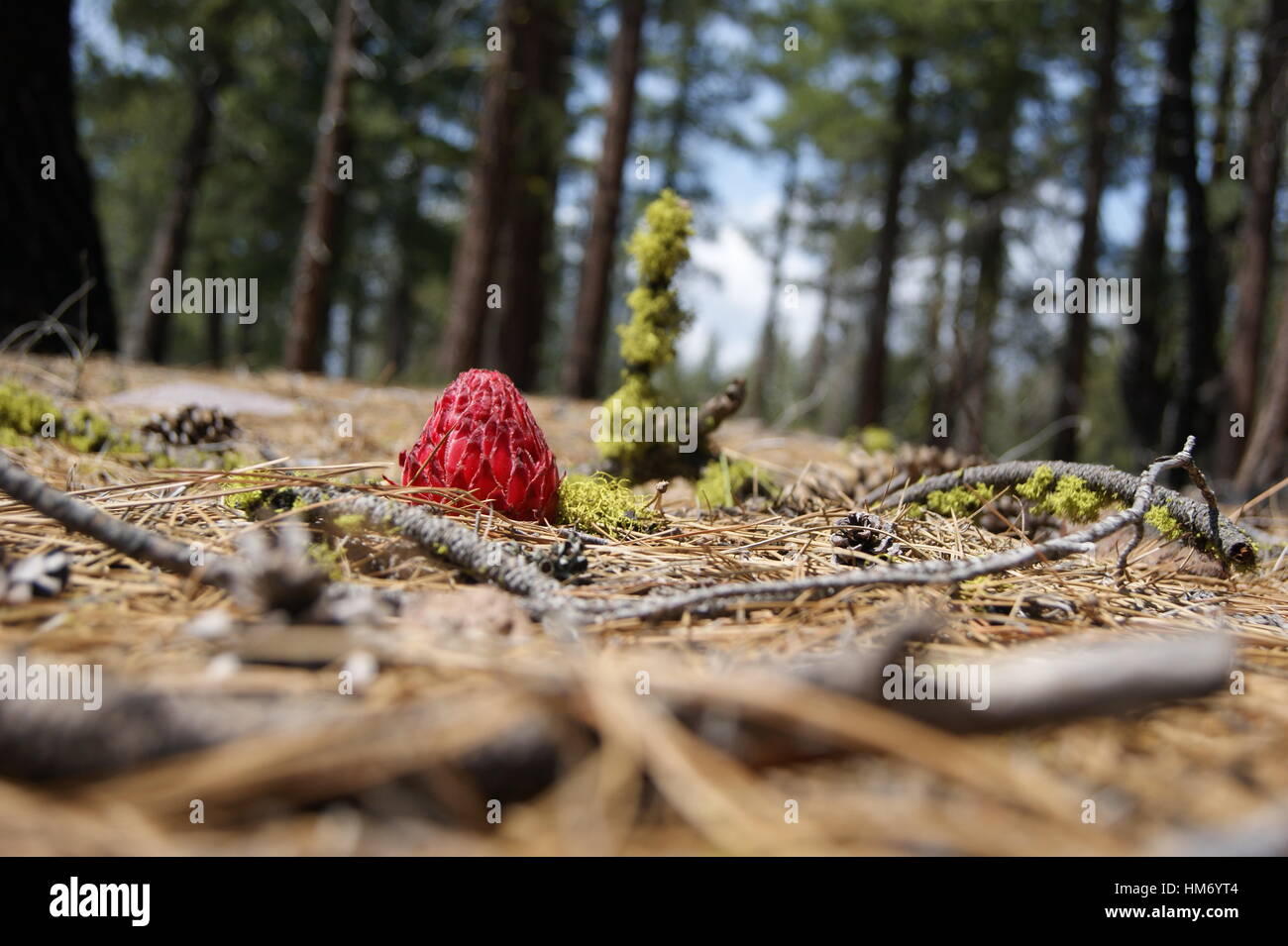Red bump hi-res stock photography and images - Alamy