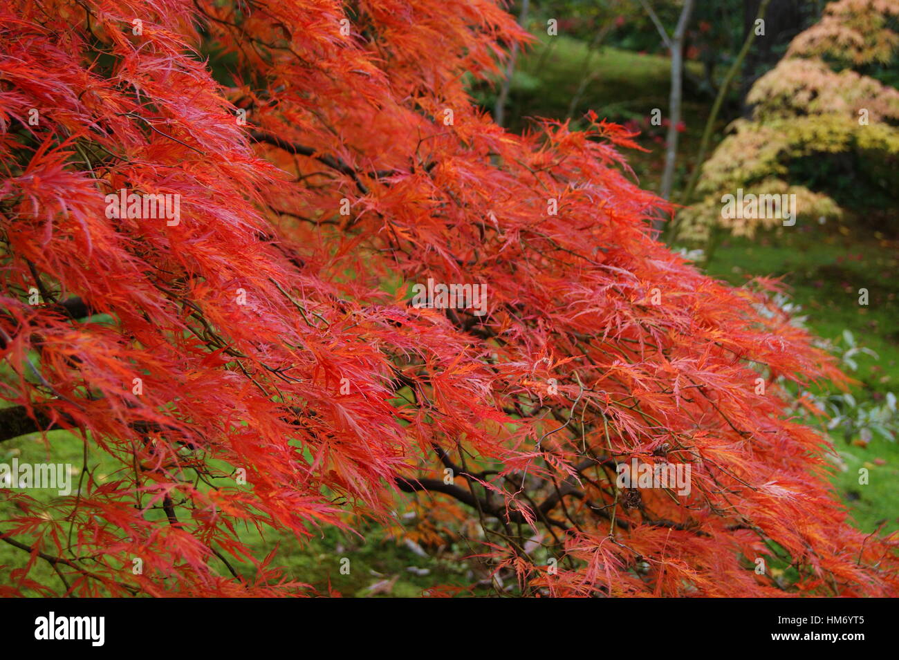 Warm fall color hi-res stock photography and images - Alamy