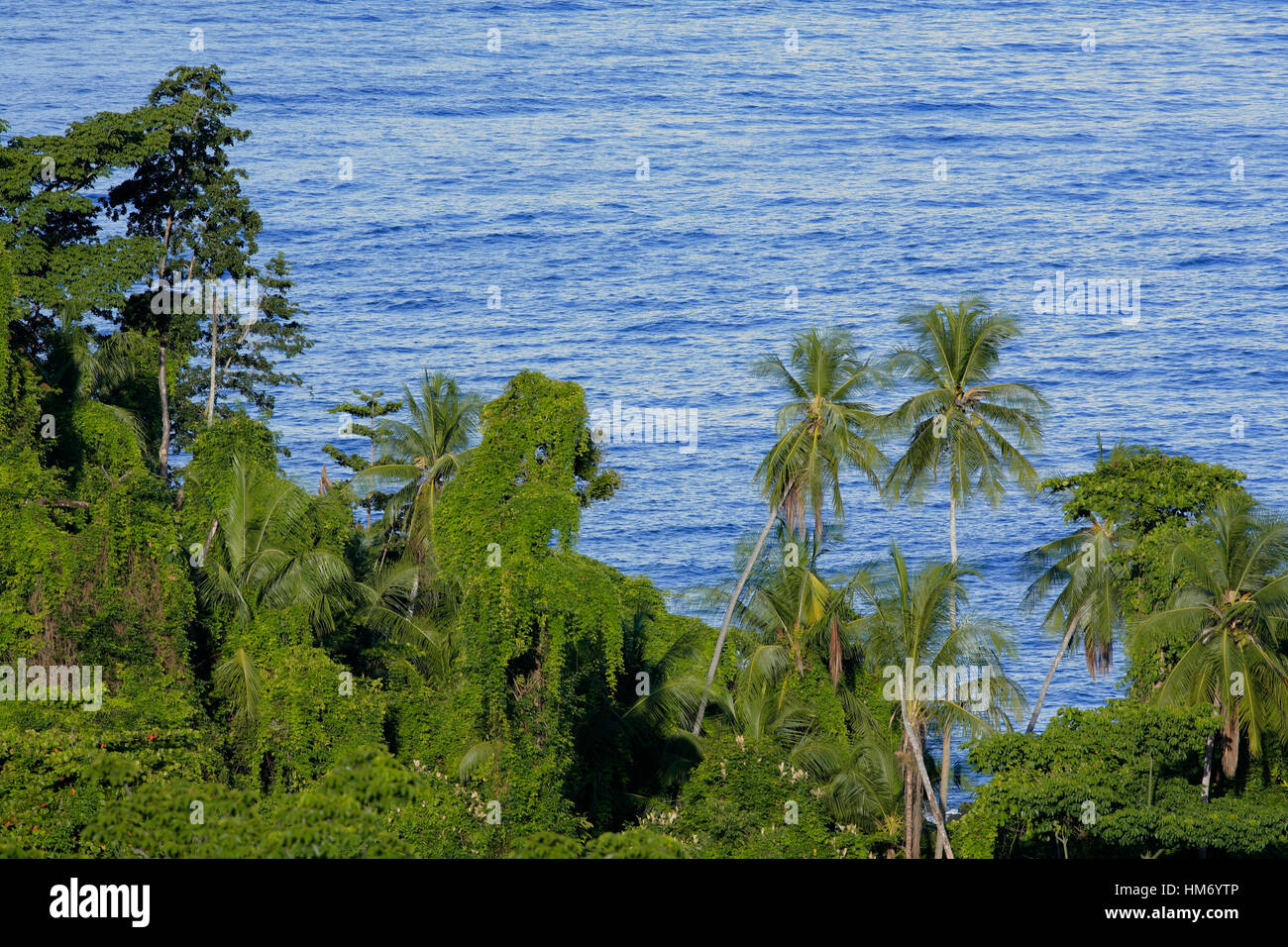 Lowland Rainforest and Pacific Ocean north of San Pedrillo, Osa ...