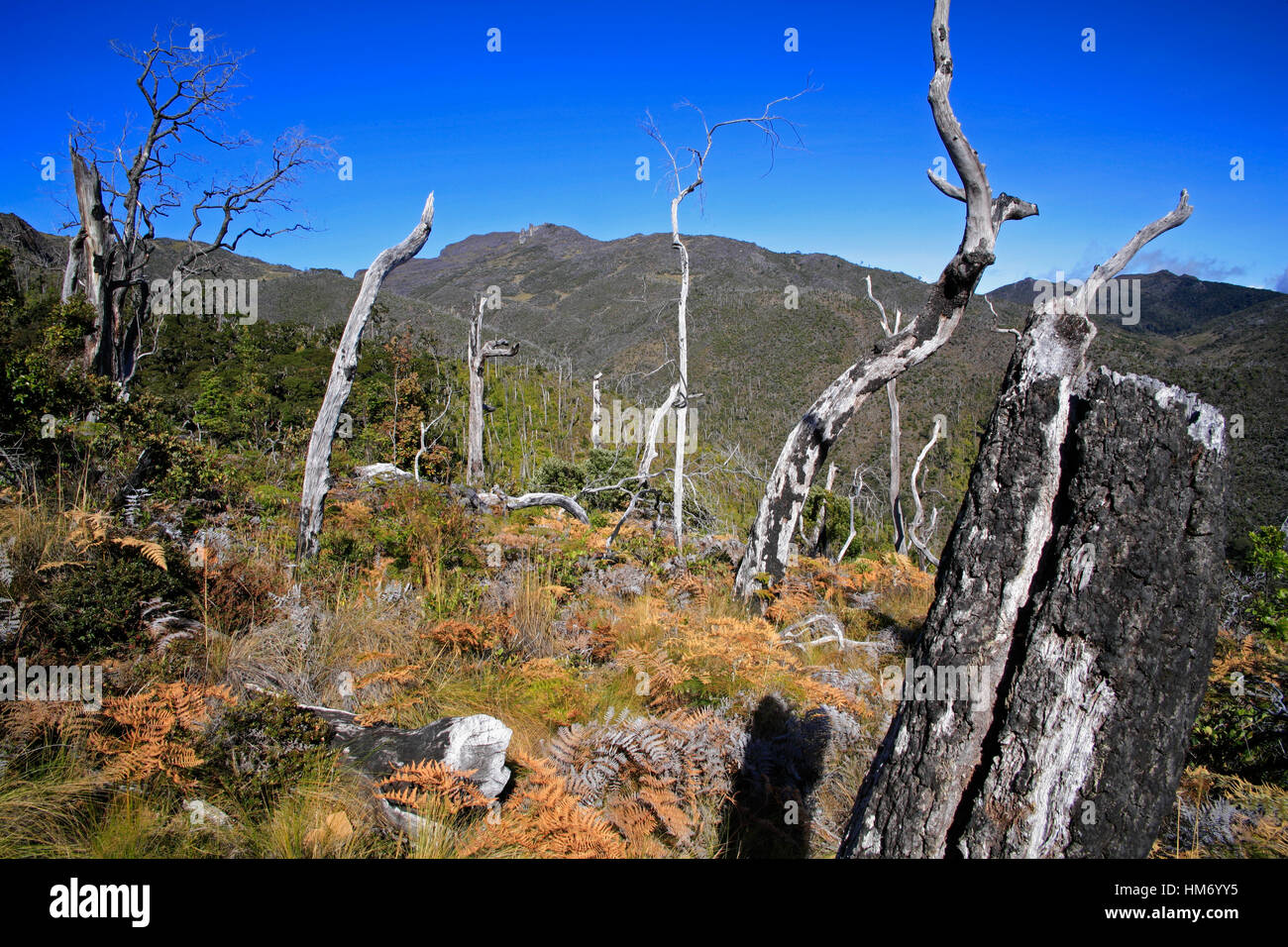 Regeneration america hi-res stock photography and images - Alamy