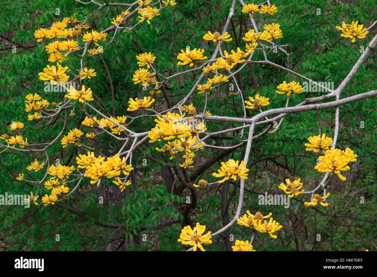 Tropical Dry Forest Flowers