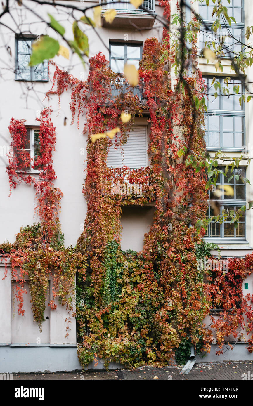 The windows of a house overgrown with vines. Vine leaves of different ...