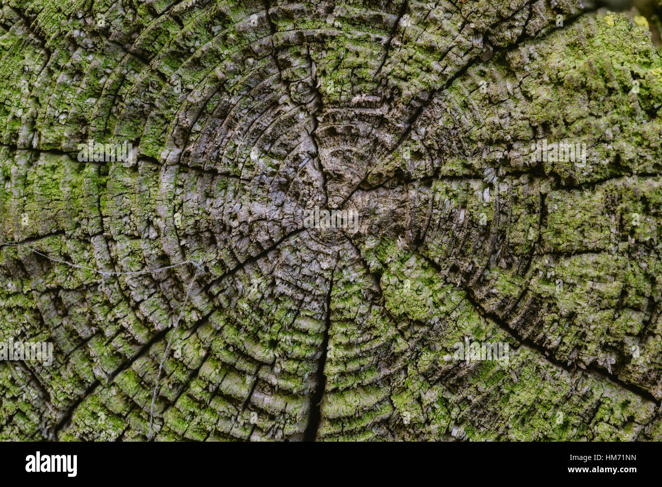 The cut of an old tree with tree rings and green moss. Vintage wood ...