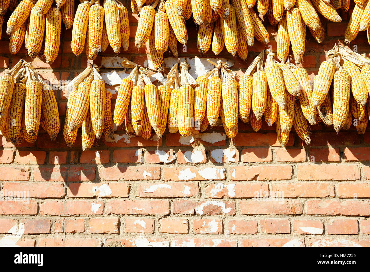 Yellow corn cobs hanged on an orange brick wall drying in the sun ...