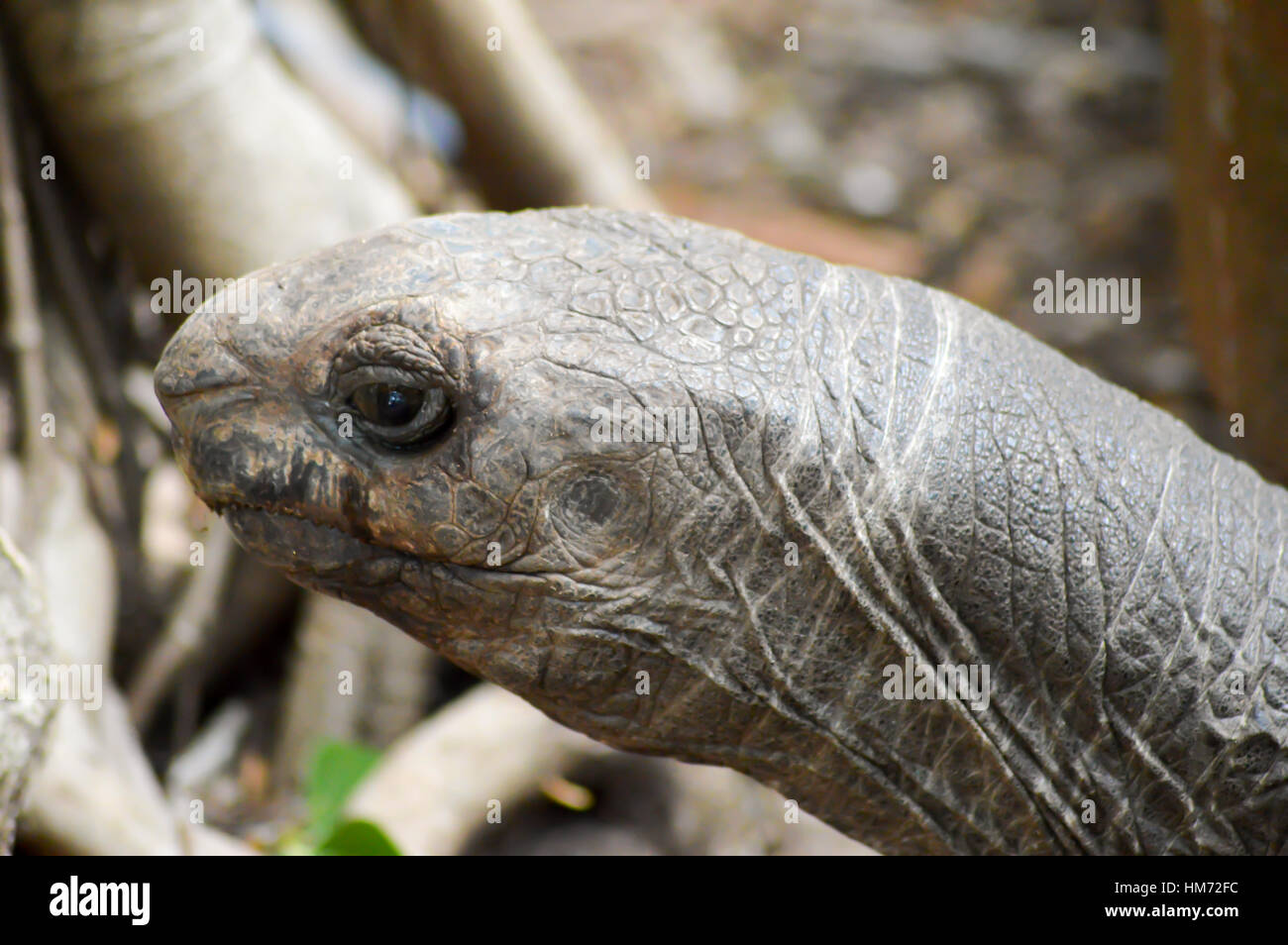Tortoise head in a park in mombasa hi-res stock photography and images ...
