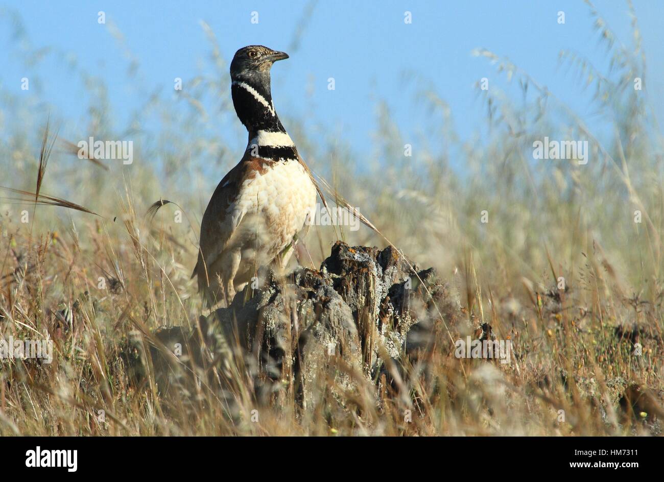 Little Bustard (Tetrax tetrax), Extremadura, Spain Stock Photo - Alamy