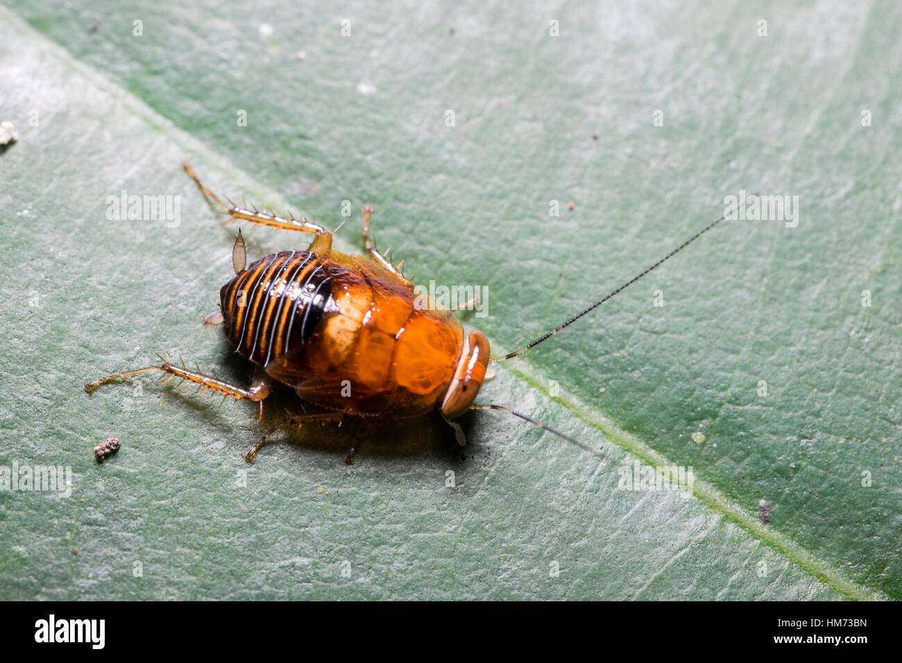 Cockroach Image High Resolution Stock Photography and Images - Alamy