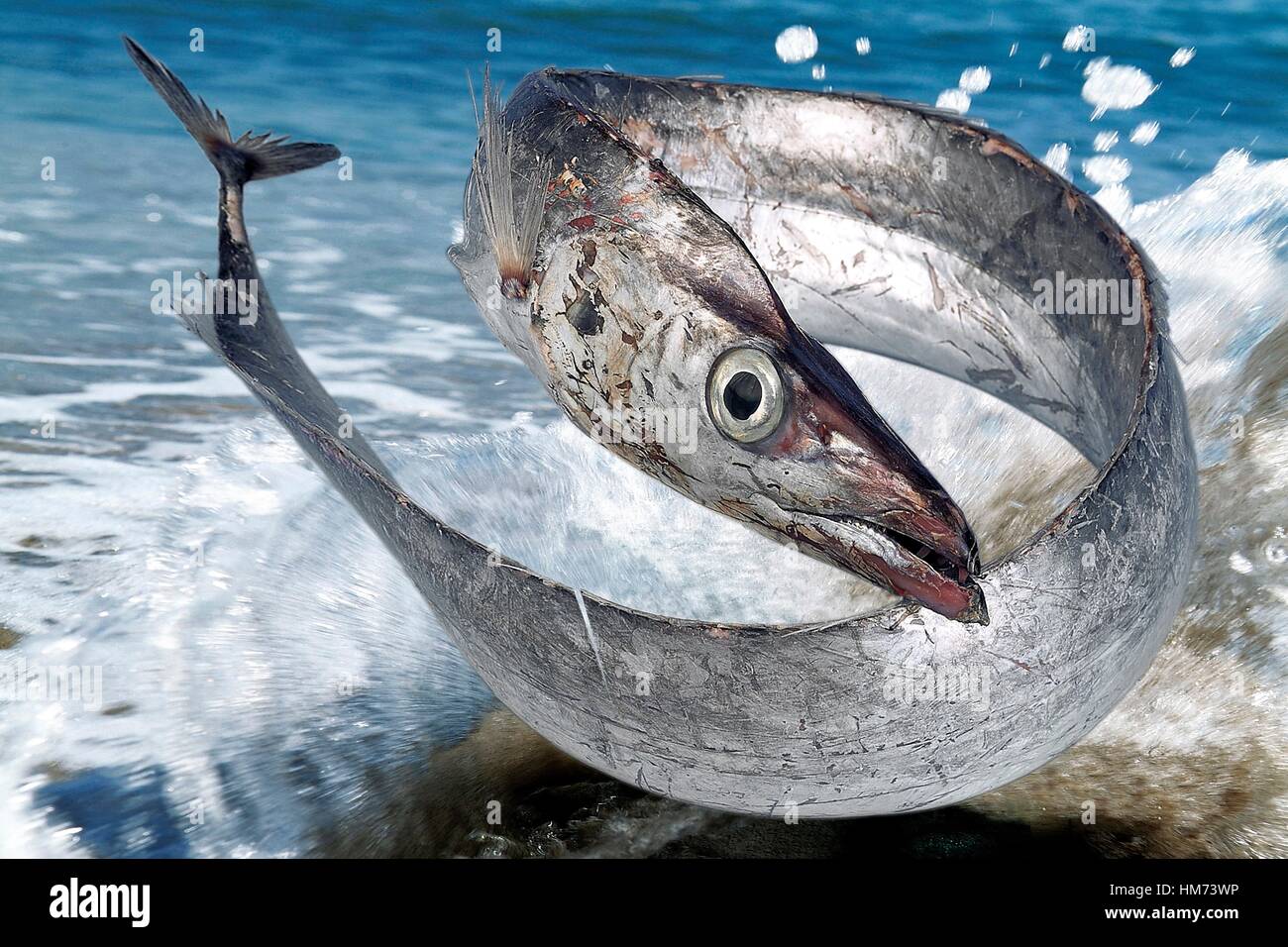 Trichiurus hi-res stock photography and images - Alamy