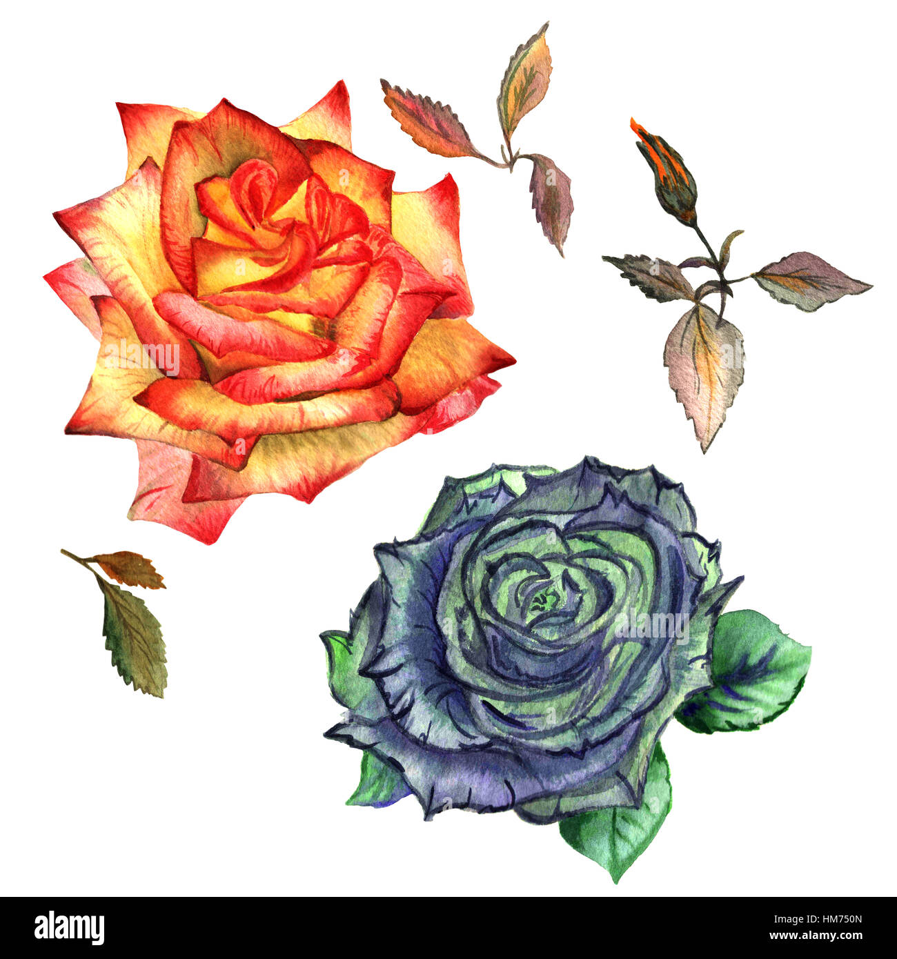 Wildflower rose flower in a watercolor style isolated Stock Photo - Alamy