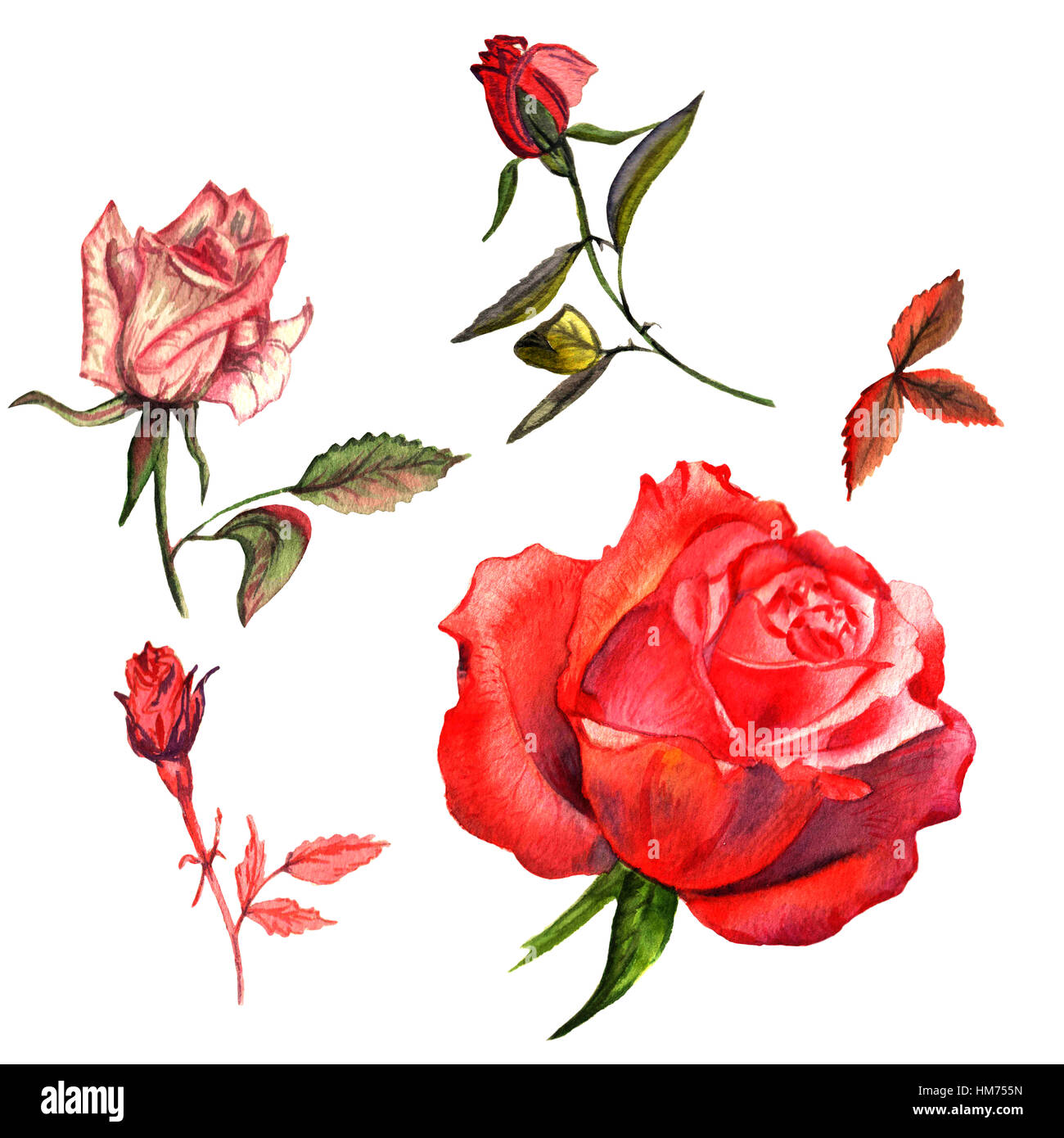 Wildflower rose flower in a watercolor style isolated Stock Photo - Alamy
