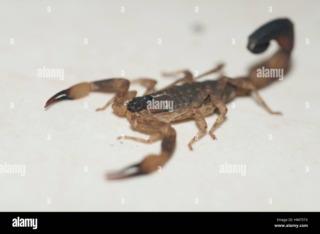 Lychas scorpion hi-res stock photography and images - Alamy