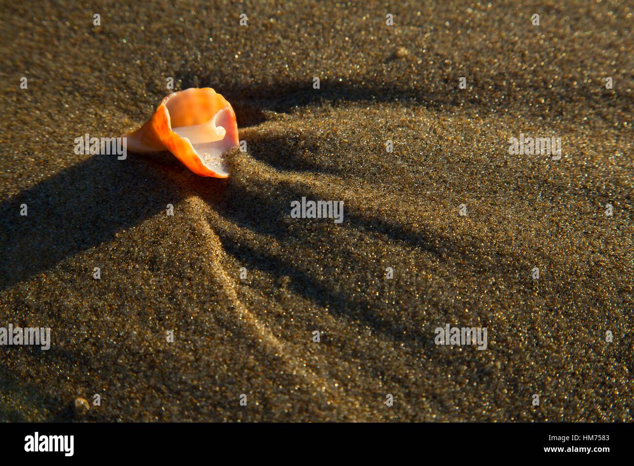 Coastal snail hi-res stock photography and images - Alamy