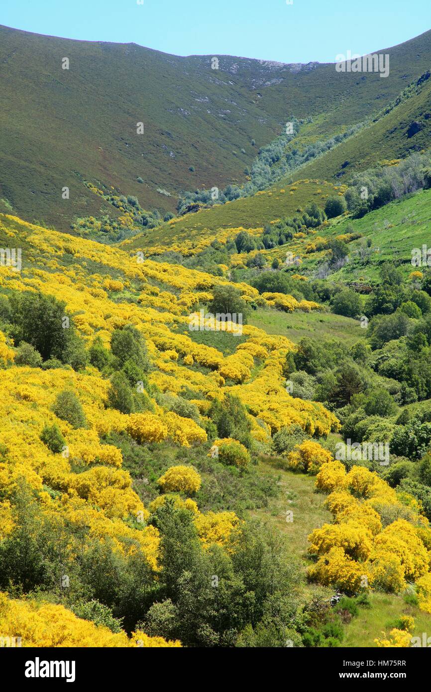 Sp bloom hi-res stock photography and images - Alamy