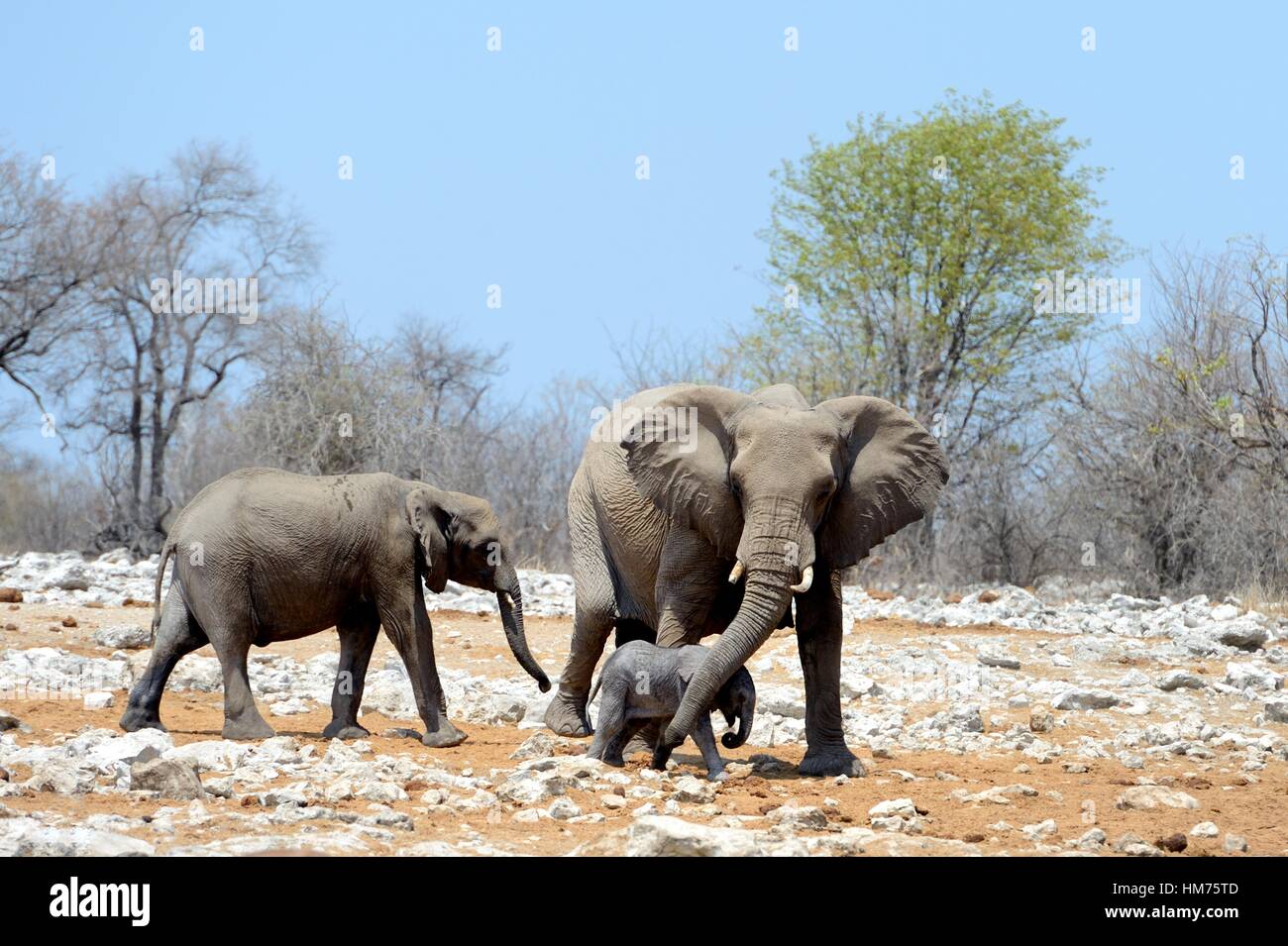 Elephant protecting young hi-res stock photography and images - Alamy