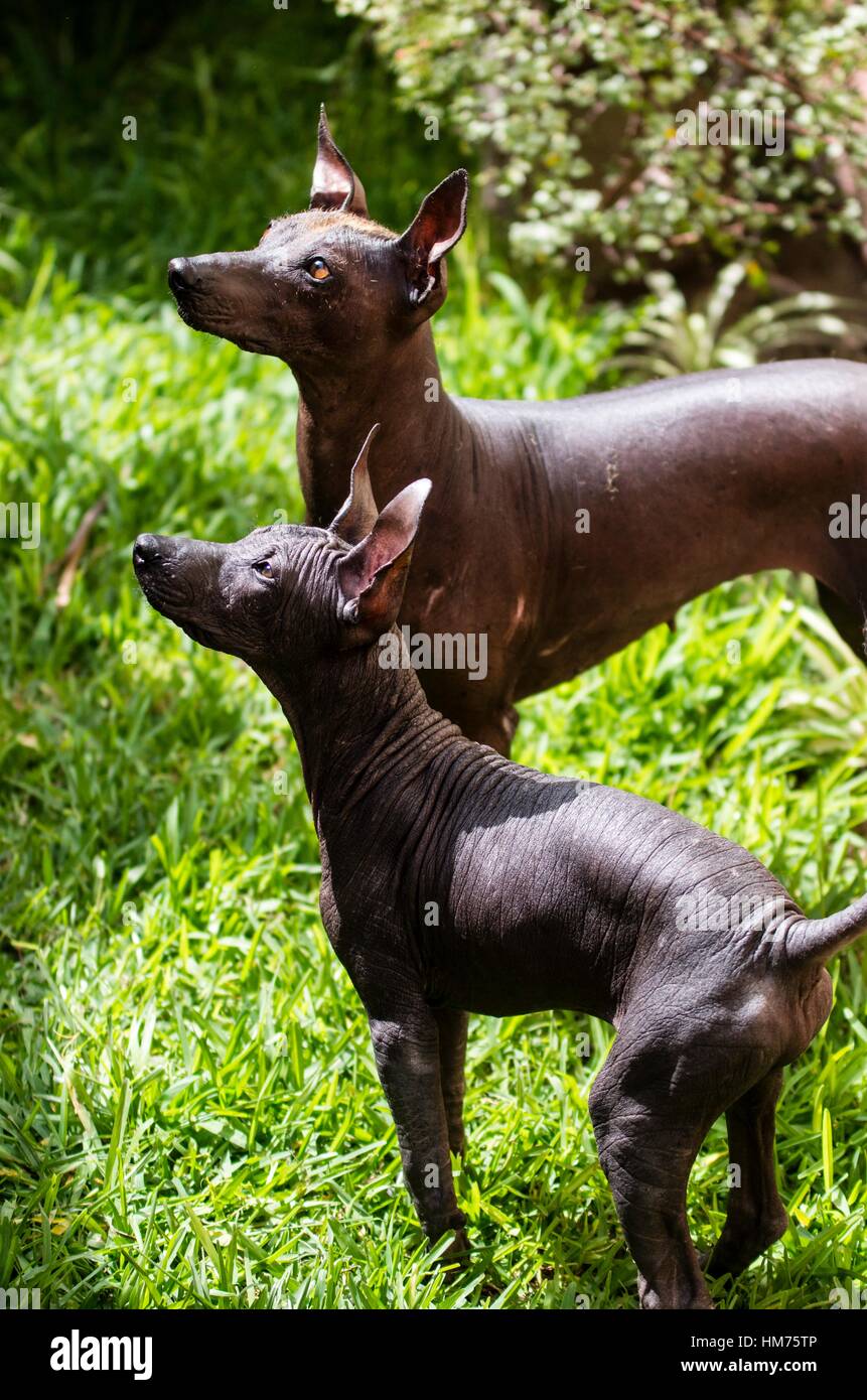 Peruvian Hairless Dog High Resolution Stock Photography and Images - Alamy