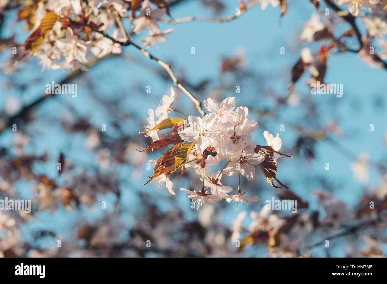 Sunlight on cherry blossom hi-res stock photography and images - Alamy