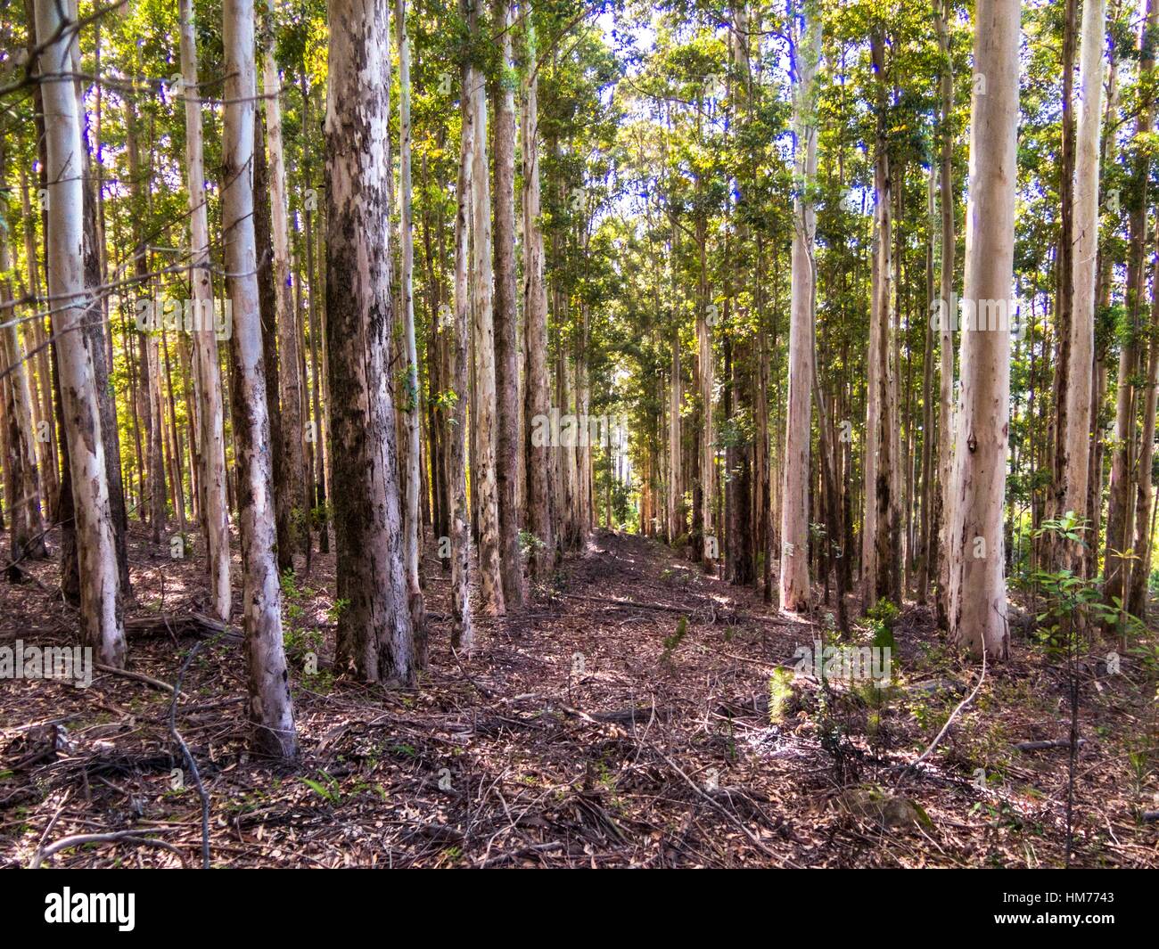 Living dense forest hi-res stock photography and images - Alamy