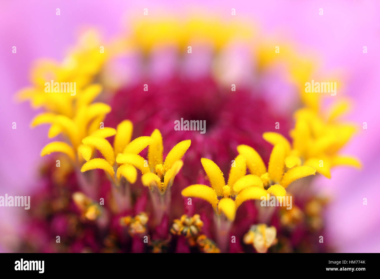 Close up nature background hi-res stock photography and images - Alamy