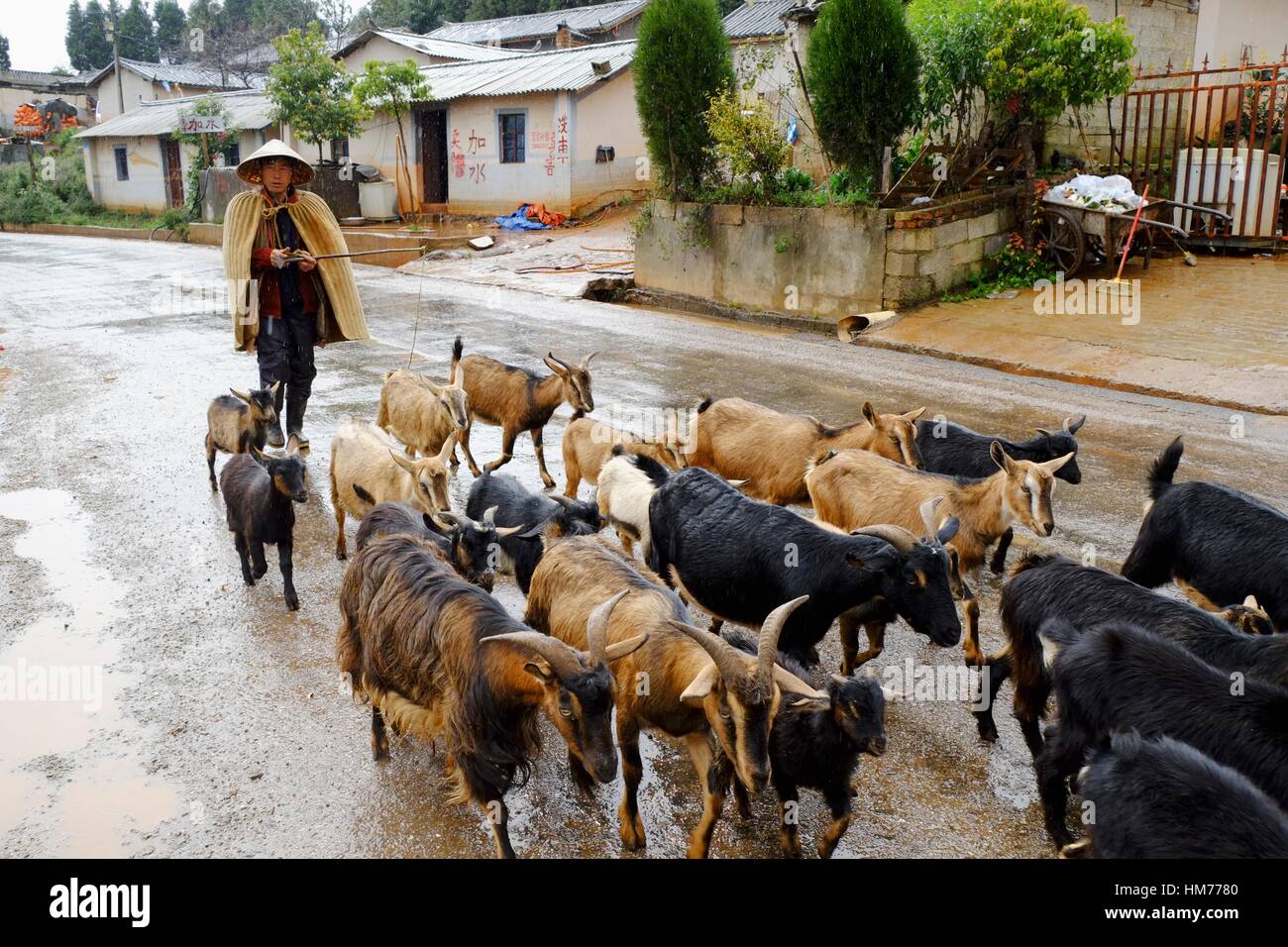 Land goat hi-res stock photography and images - Alamy