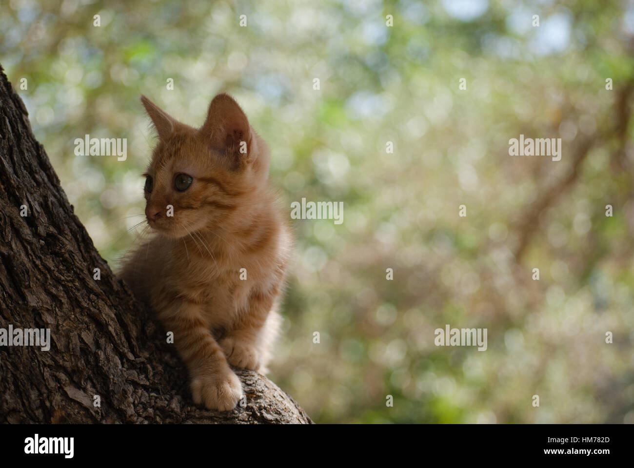 Kitten Exploring In A Tree, Curious Young Animal Stock Photo - Alamy