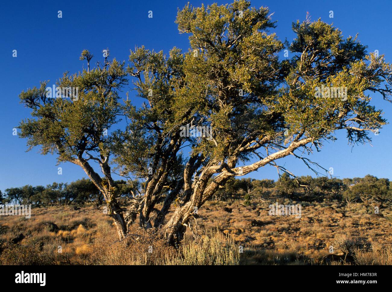 Mountain Mahogany Tree