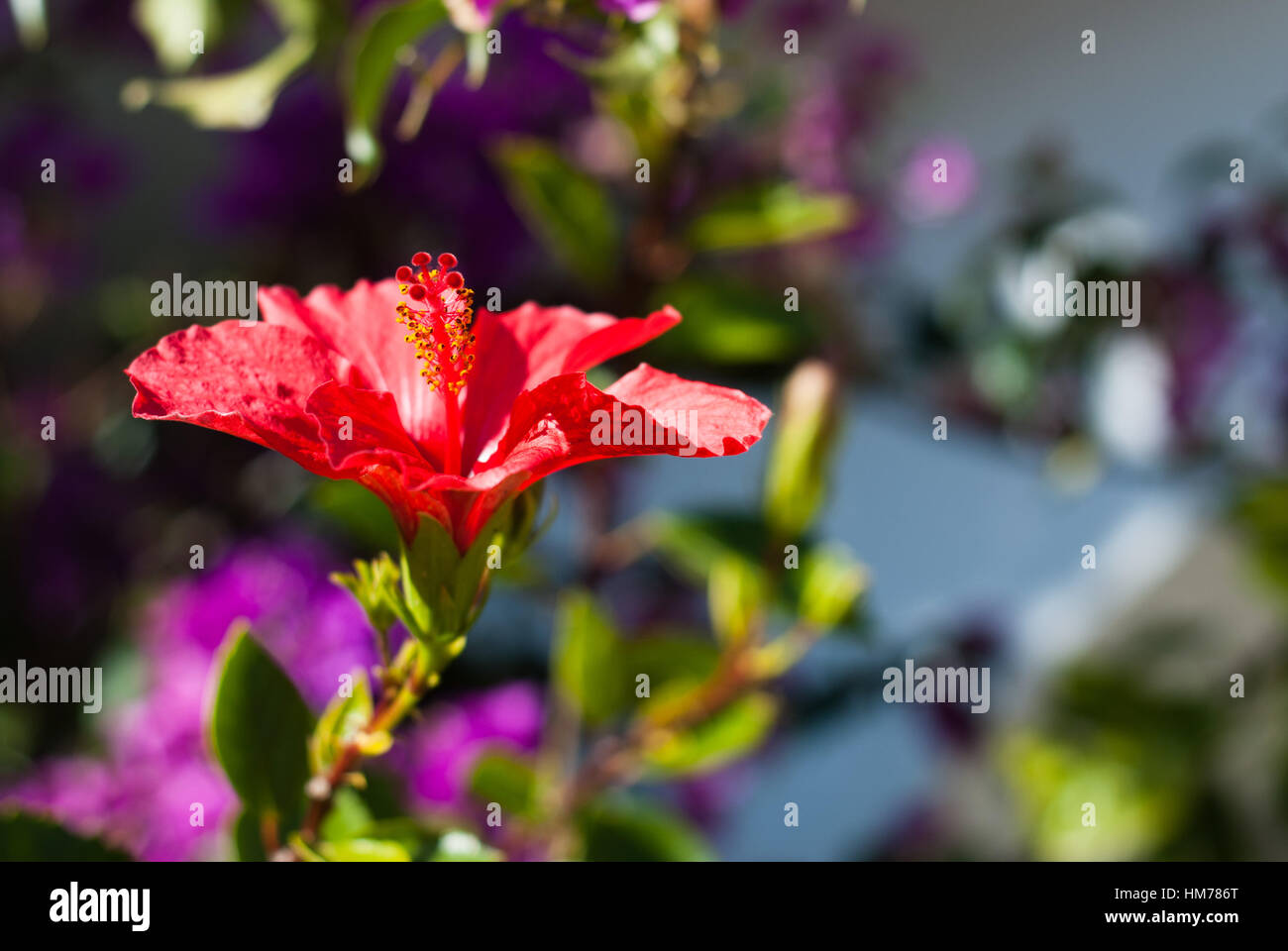 Hibiscus flower portugal hi-res stock photography and images - Alamy