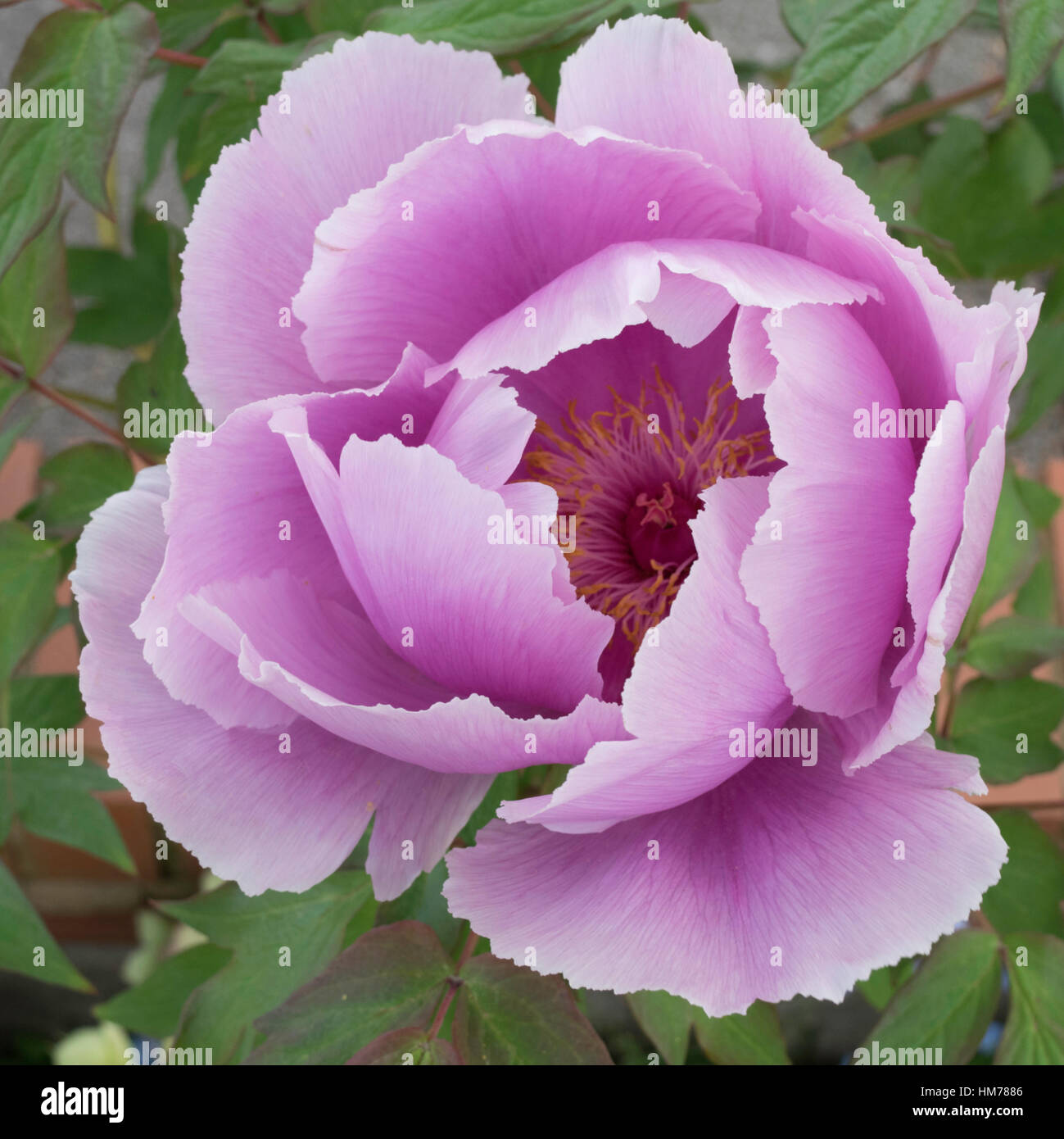 Peony stamen hi-res stock photography and images - Alamy