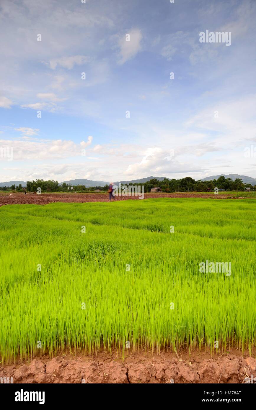 Luang namtha rice fields hi-res stock photography and images - Alamy