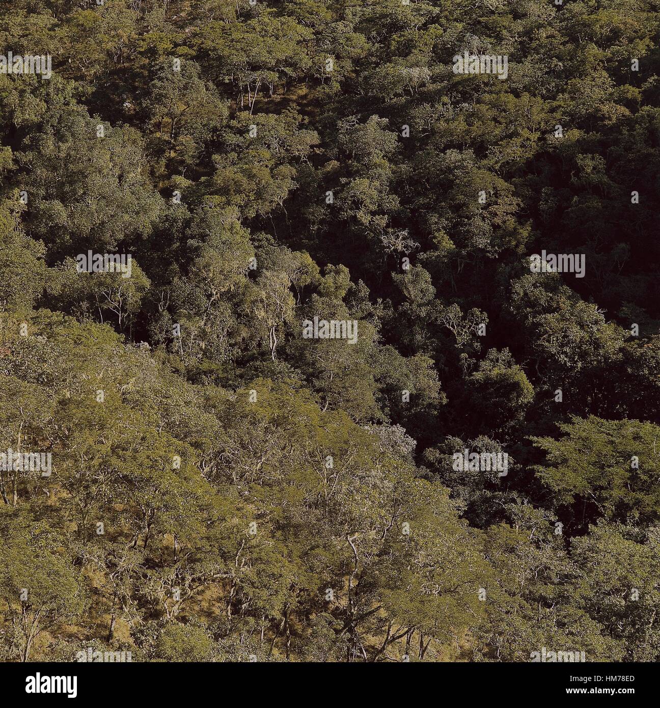 View of the forest near kanona hi-res stock photography and images - Alamy