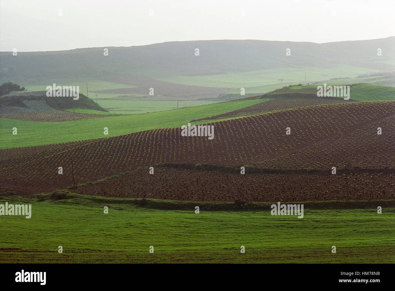 Vineyards navarra hi-res stock photography and images - Alamy