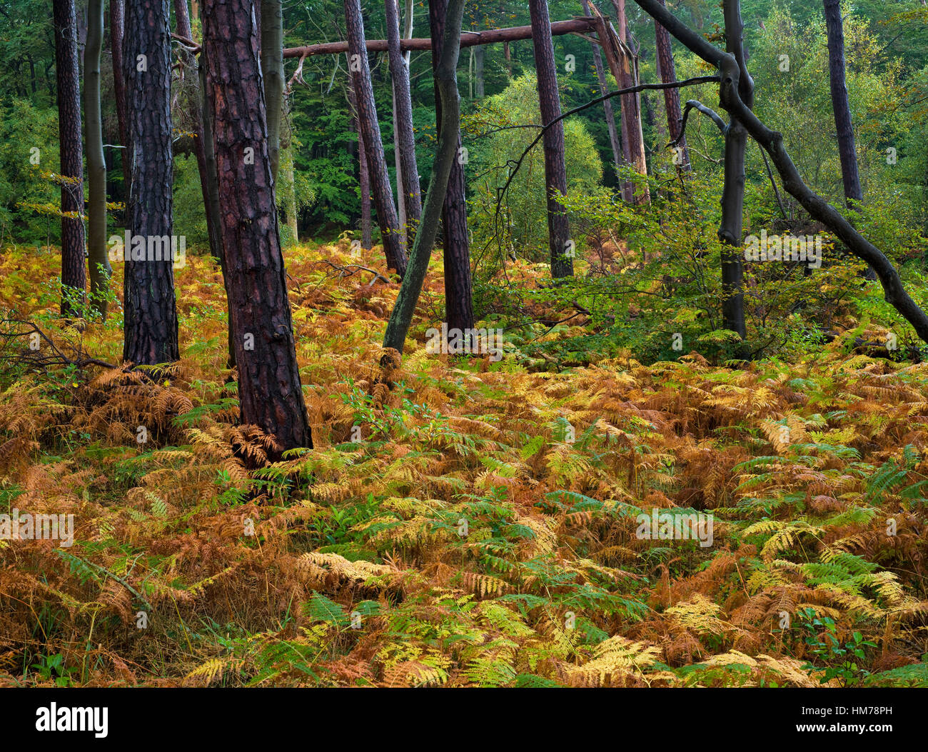 Germany, Mecklenburg-Western Pomerania, Western Pomerania Lagoon Area ...