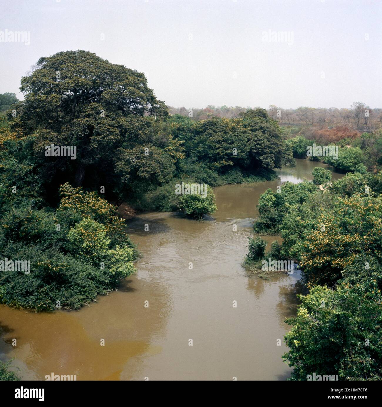 Ivory coast rainforest hi-res stock photography and images - Alamy