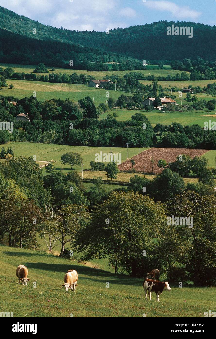 Landscape with cattle grazing, Jura Mountain, Bourgogne-Franche-Comte ...
