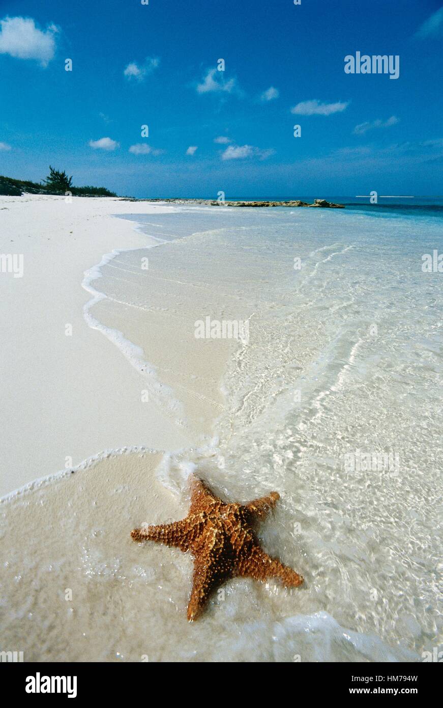 Exuma bahamas starfish hi-res stock photography and images - Alamy
