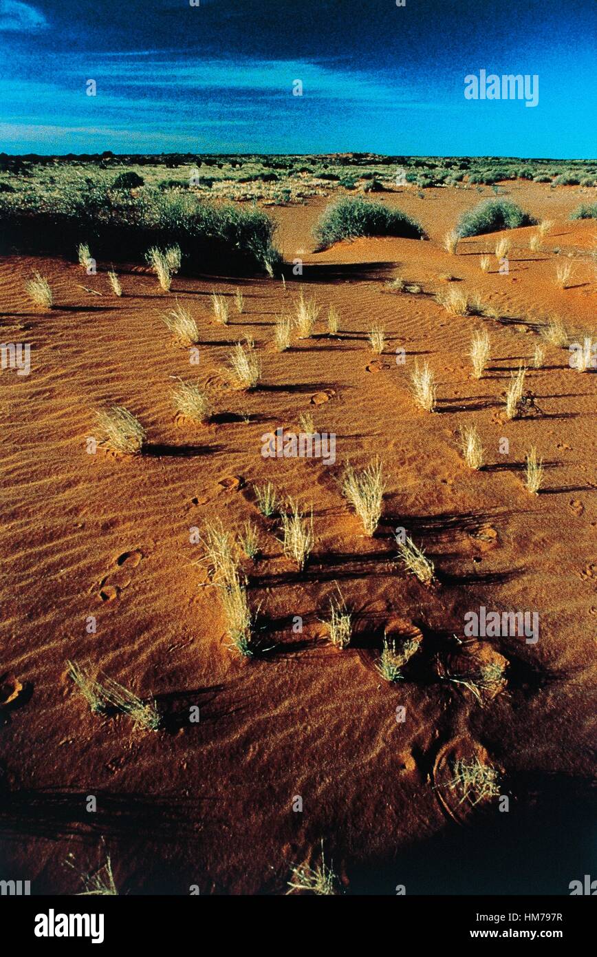Clumps of vegetation in the Simpson desert, Australia Stock Photo - Alamy
