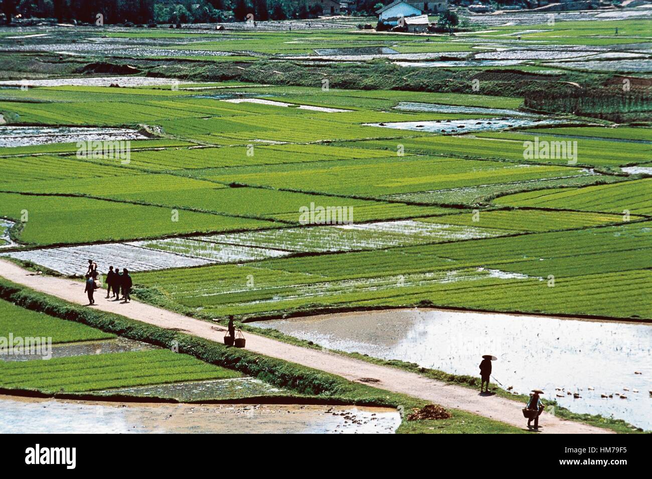 Rice fields in Guilin, Guangxi, China Stock Photo - Alamy
