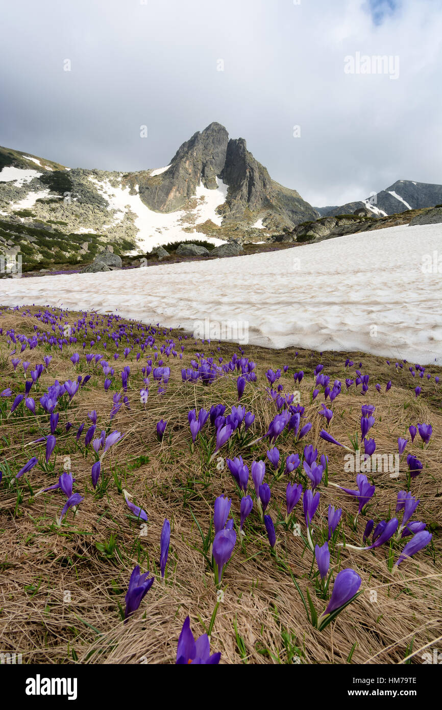 Field of spring time crocuses and Haramiya peak in the Rila Mountains ...