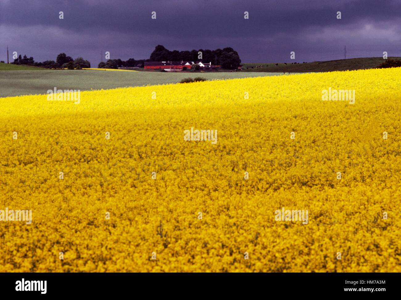 Flower fields on Funen island, Syddanmark, Denmark Stock Photo - Alamy