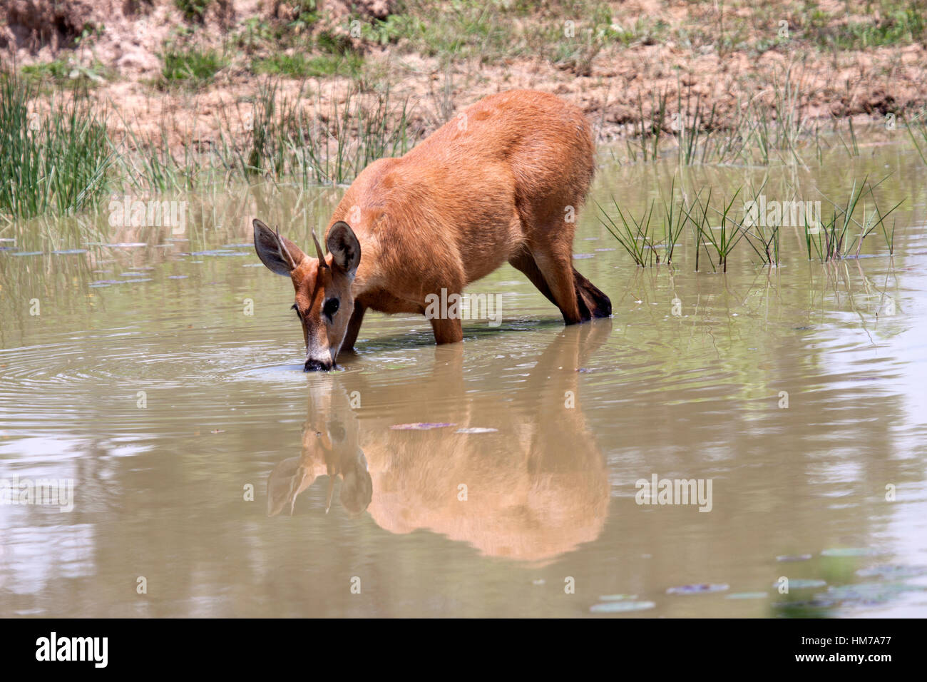 Marsh deer stag wading into water to drink in Brazil Stock Photo - Alamy