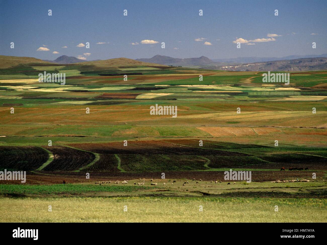 Agricultural landscape near Mohale's Hoek, Lesotho Stock Photo - Alamy