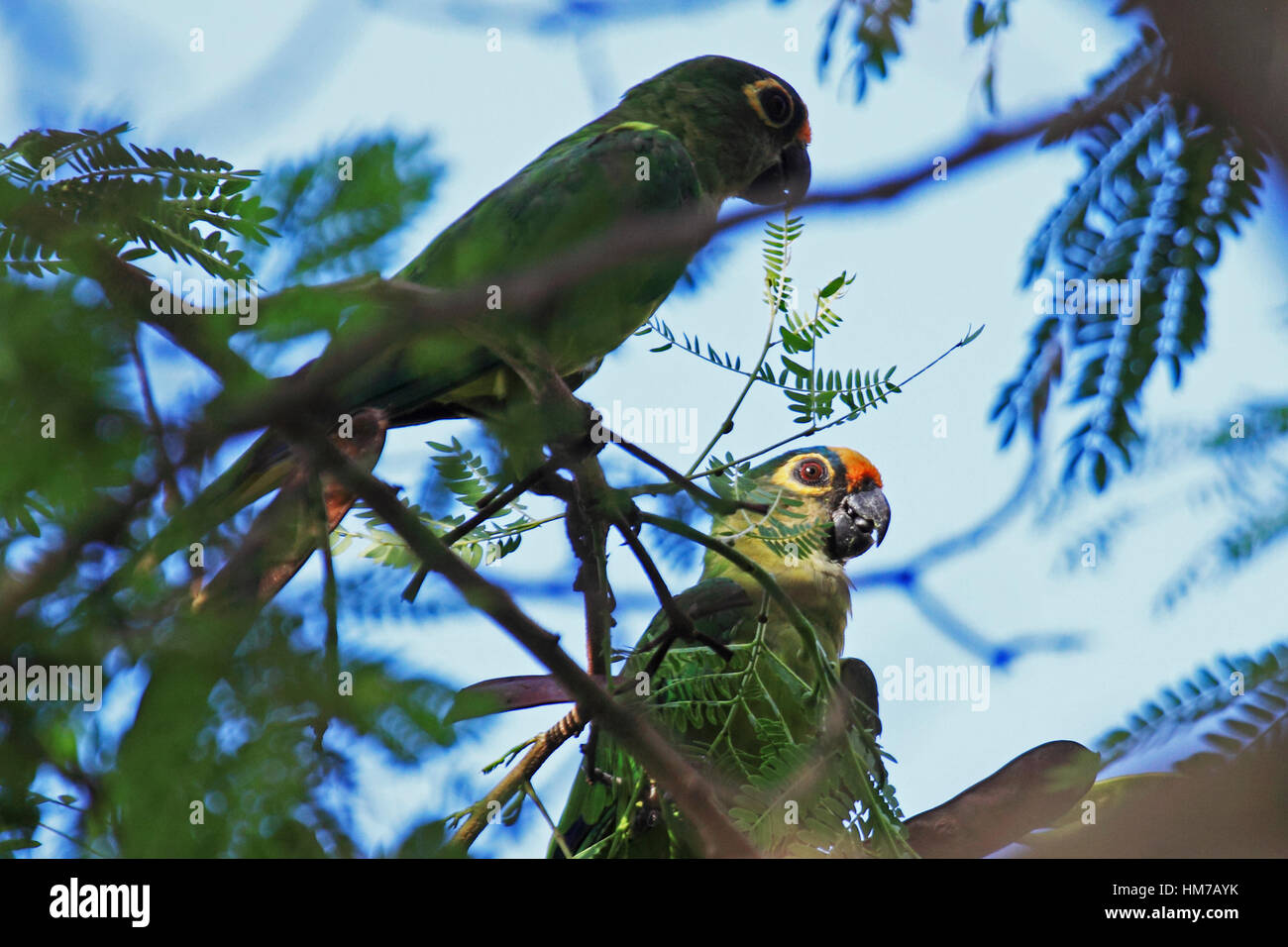 áurea brazil hi-res stock photography and images - Alamy