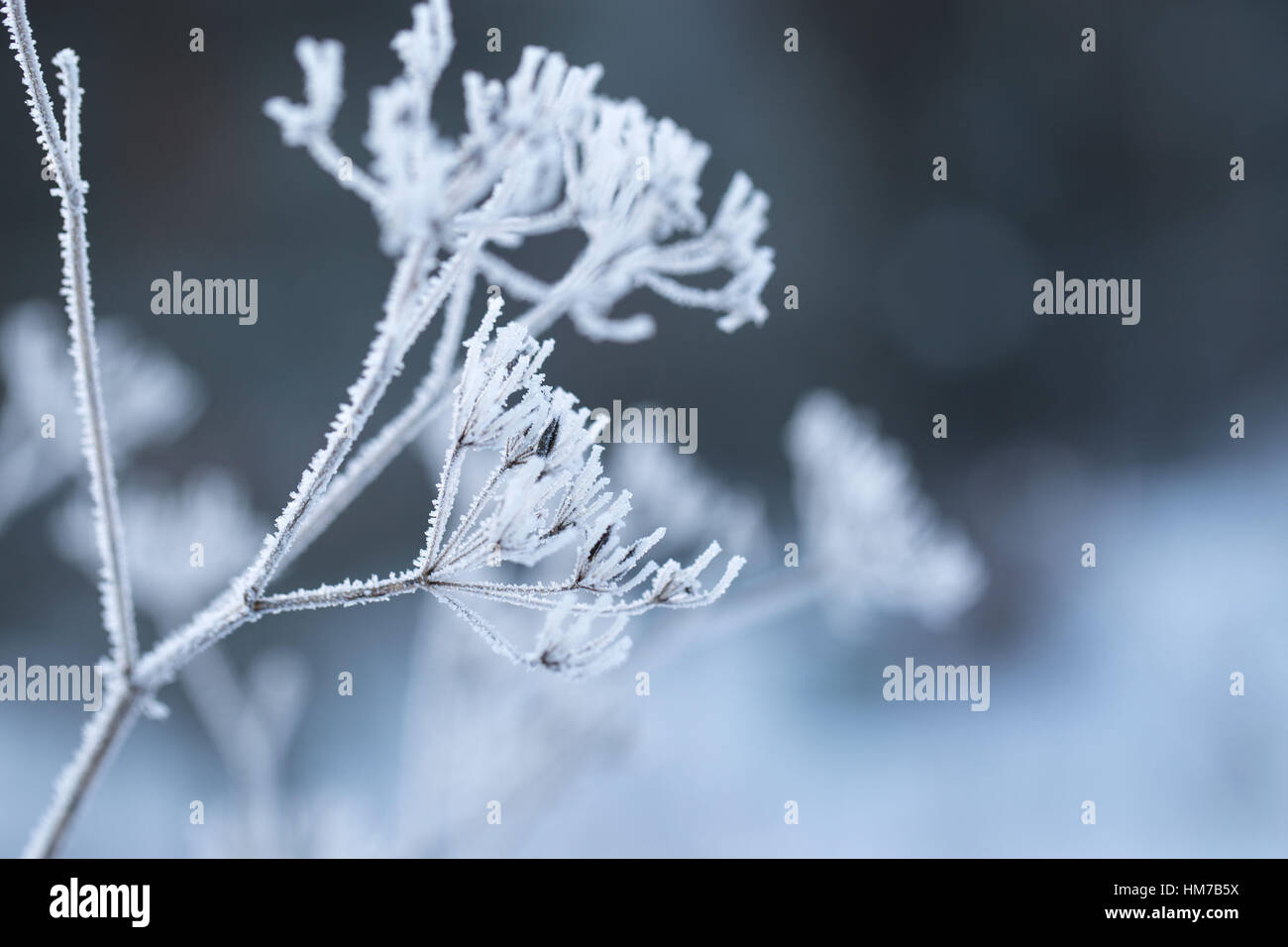 4 Season winter,beautiful,beauty of nature,calm,chilly,climate,closeup ...