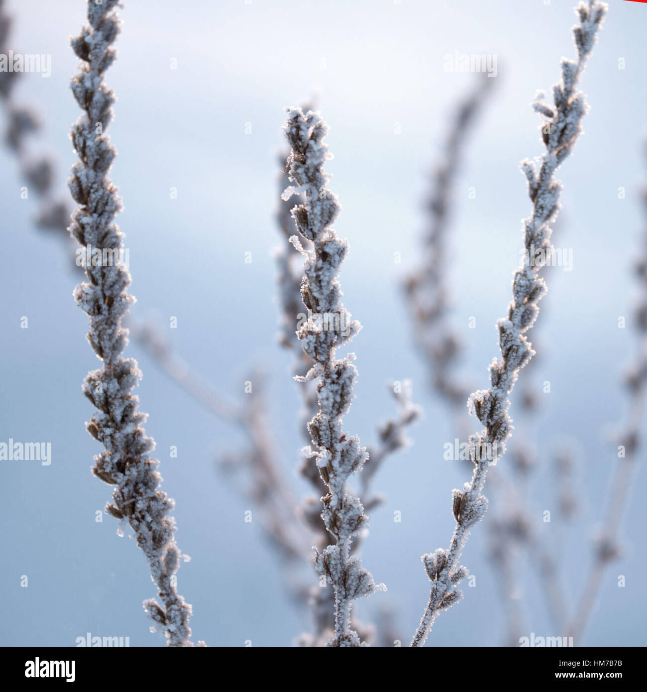 4 Season winter,beautiful,beauty of nature,calm,chilly,climate,closeup ...