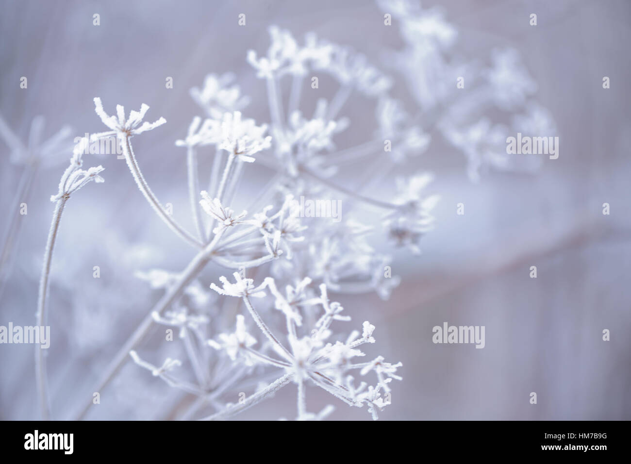 4 Season winter,abstract,arctic,beautiful,bleak,bokeh,botanical,botany ...