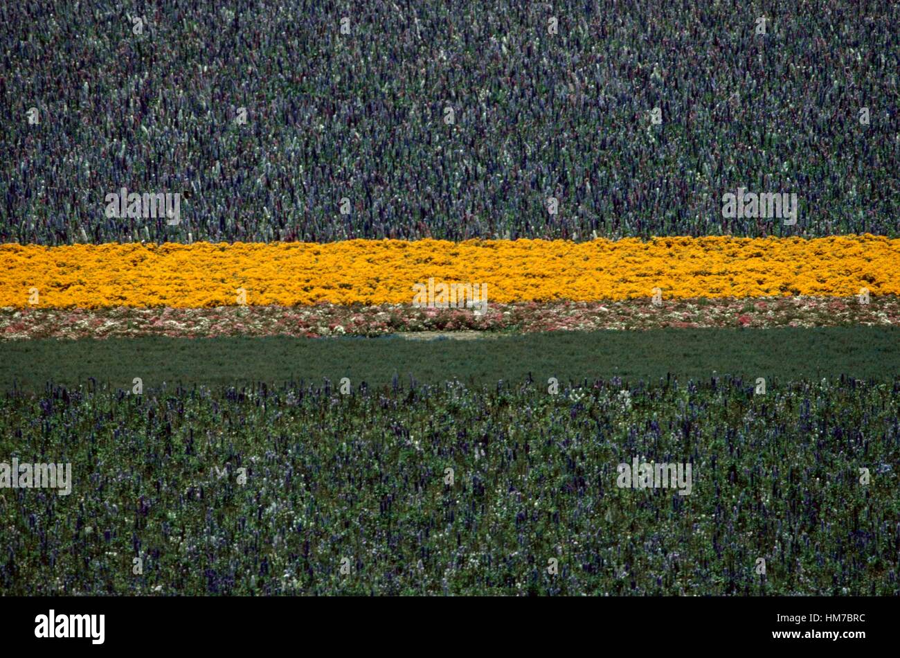 Flower field, floriculture, California, United States of America Stock ...