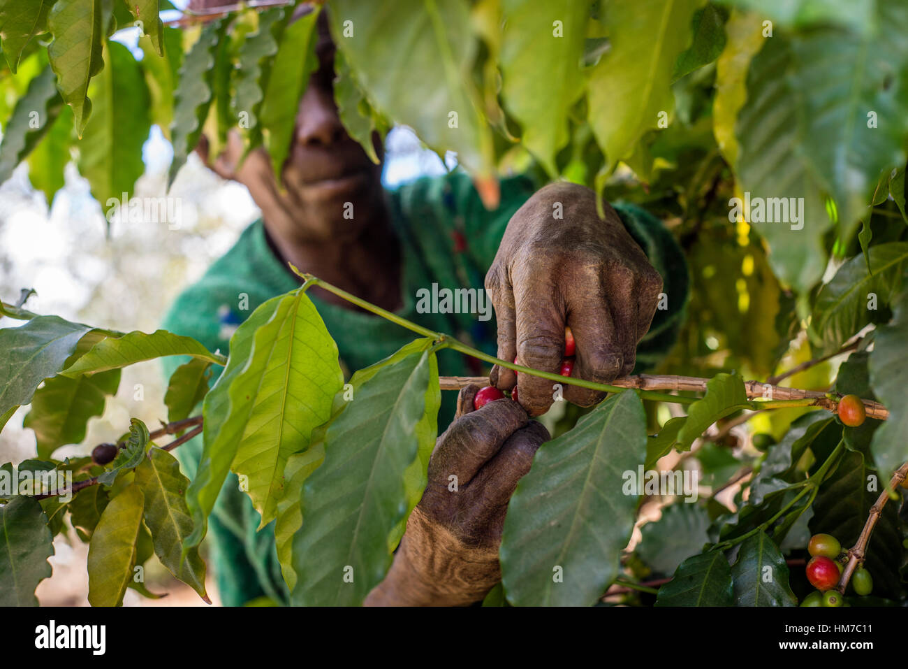 A woman picks ripe cherries of coffee at the plantation of Mubuyu Farm ...