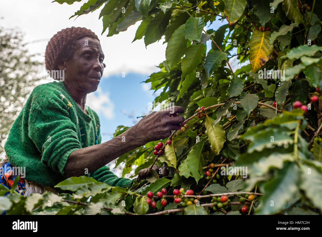 About 100 pickers hi-res stock photography and images - Alamy