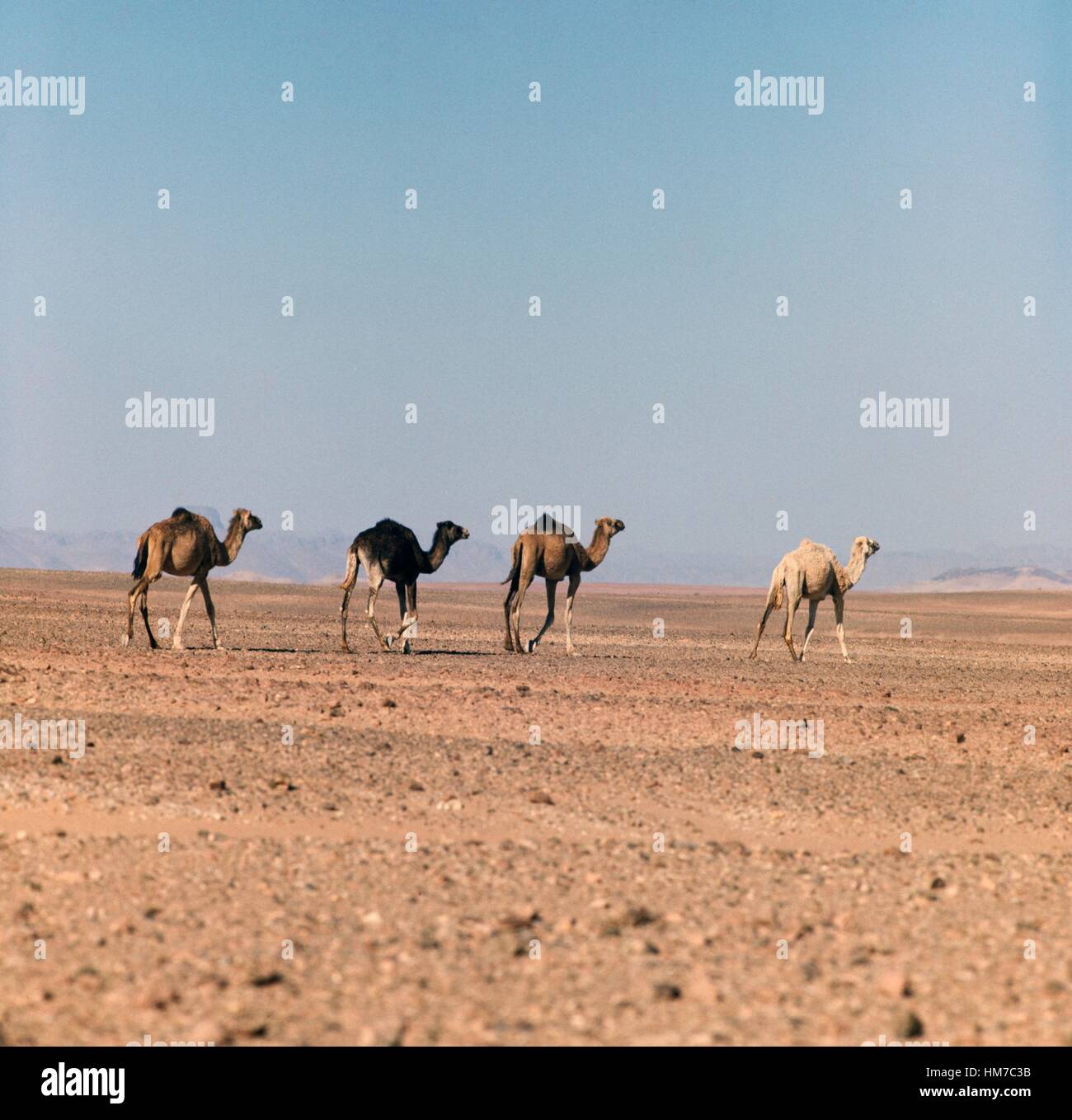 Dromedaries (Camelus dromedarius), Tassili n'Ajjer, Sahara Desert ...